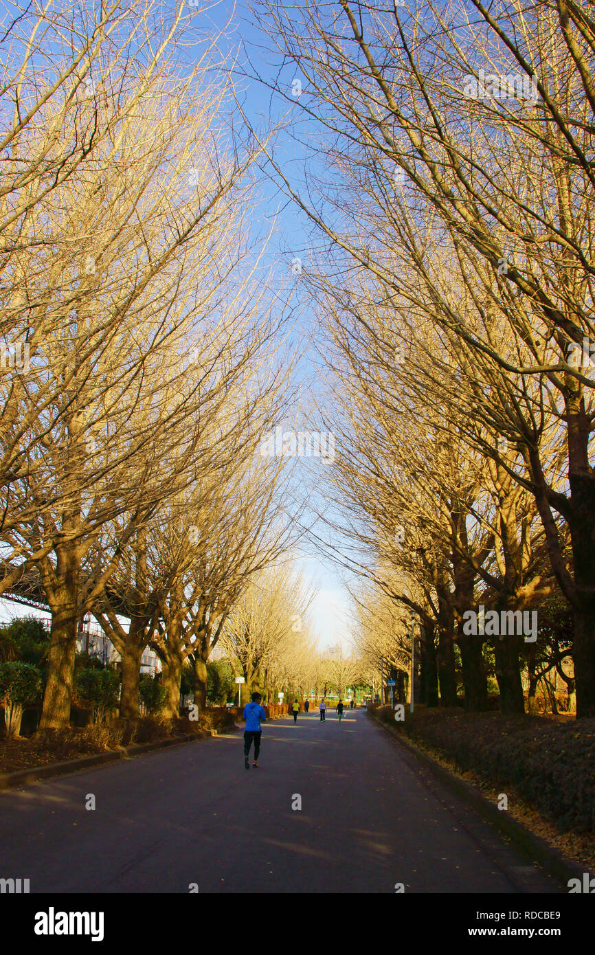 Ginkgo tree in winter hi-res stock photography and images - Alamy