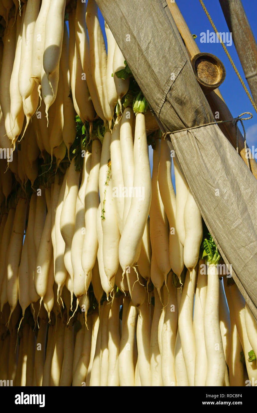 Dried Daikon Radish in Tano Town, Miyazaki Prefecture, Japan Stock ...