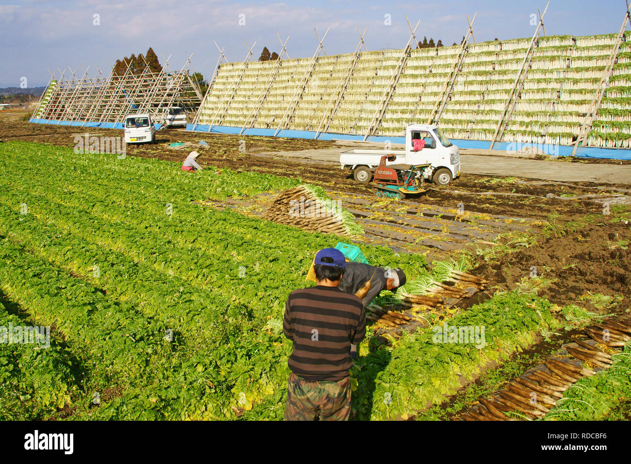 Dried Daikon Radish in Tano Town, Miyazaki Prefecture, Japan Stock ...