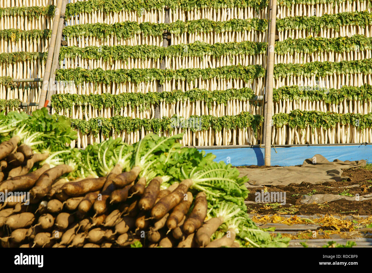 Dried Daikon Radish in Tano Town, Miyazaki Prefecture, Japan Stock ...
