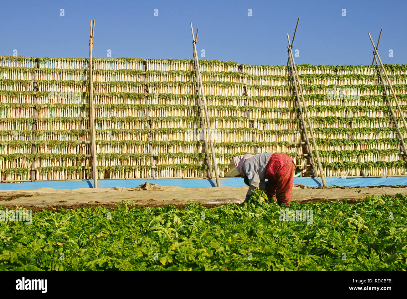 Dried Daikon Radish in Tano Town, Miyazaki Prefecture, Japan Stock ...