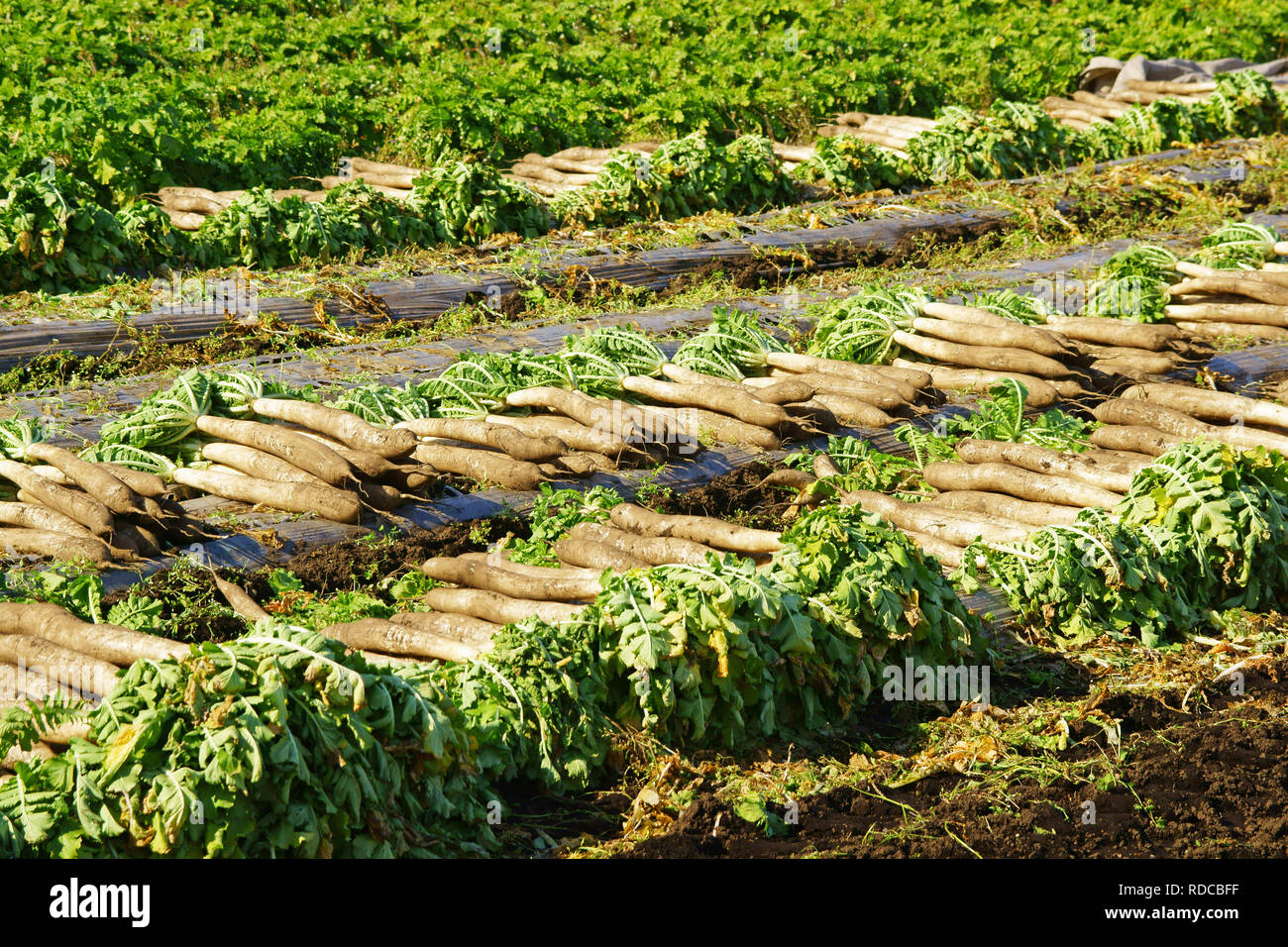 Daikon Radish Field in Tano Town, Miyazaki Prefecture, Japan Stock ...