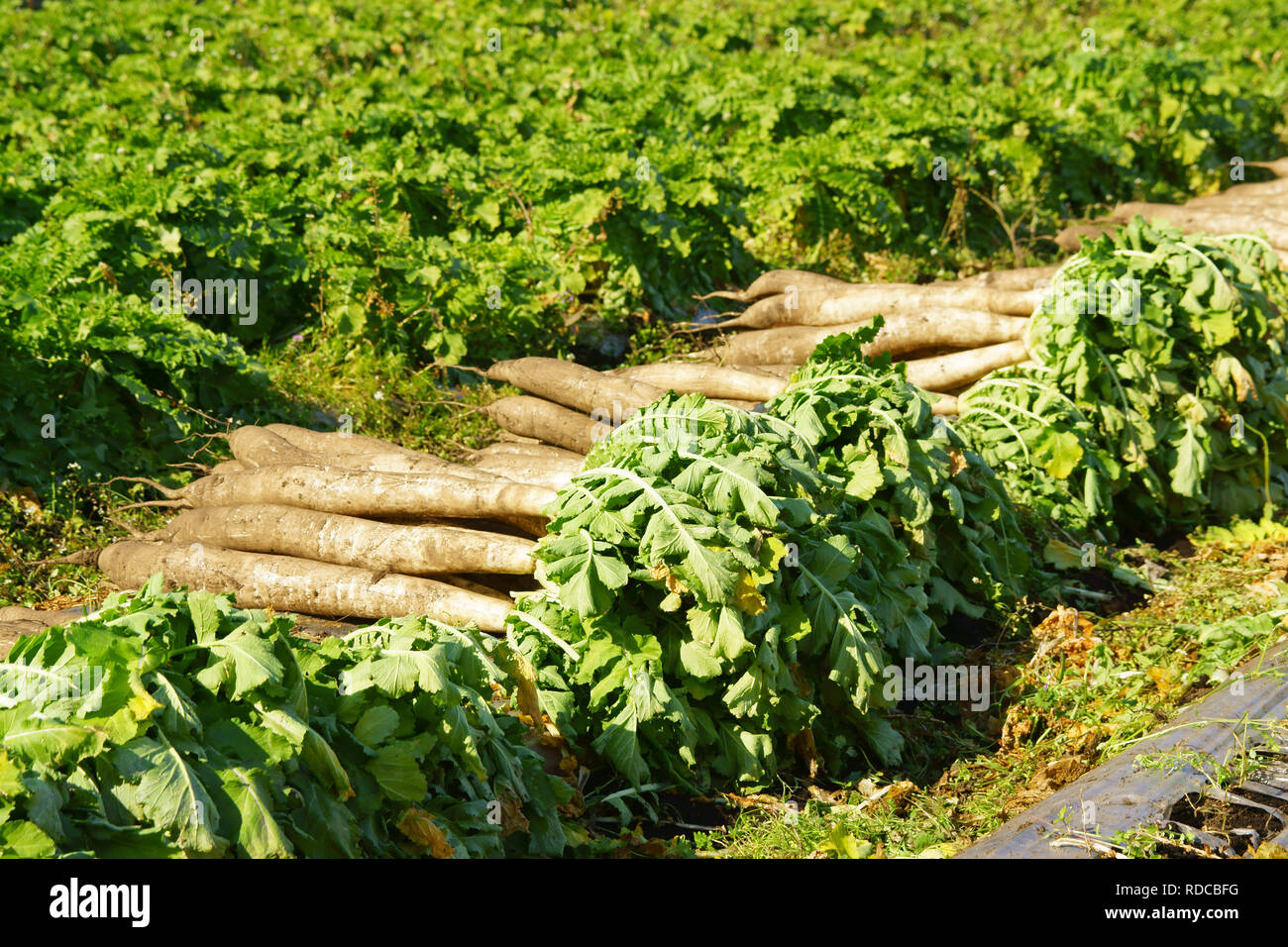 Daikon radish field hi-res stock photography and images - Alamy