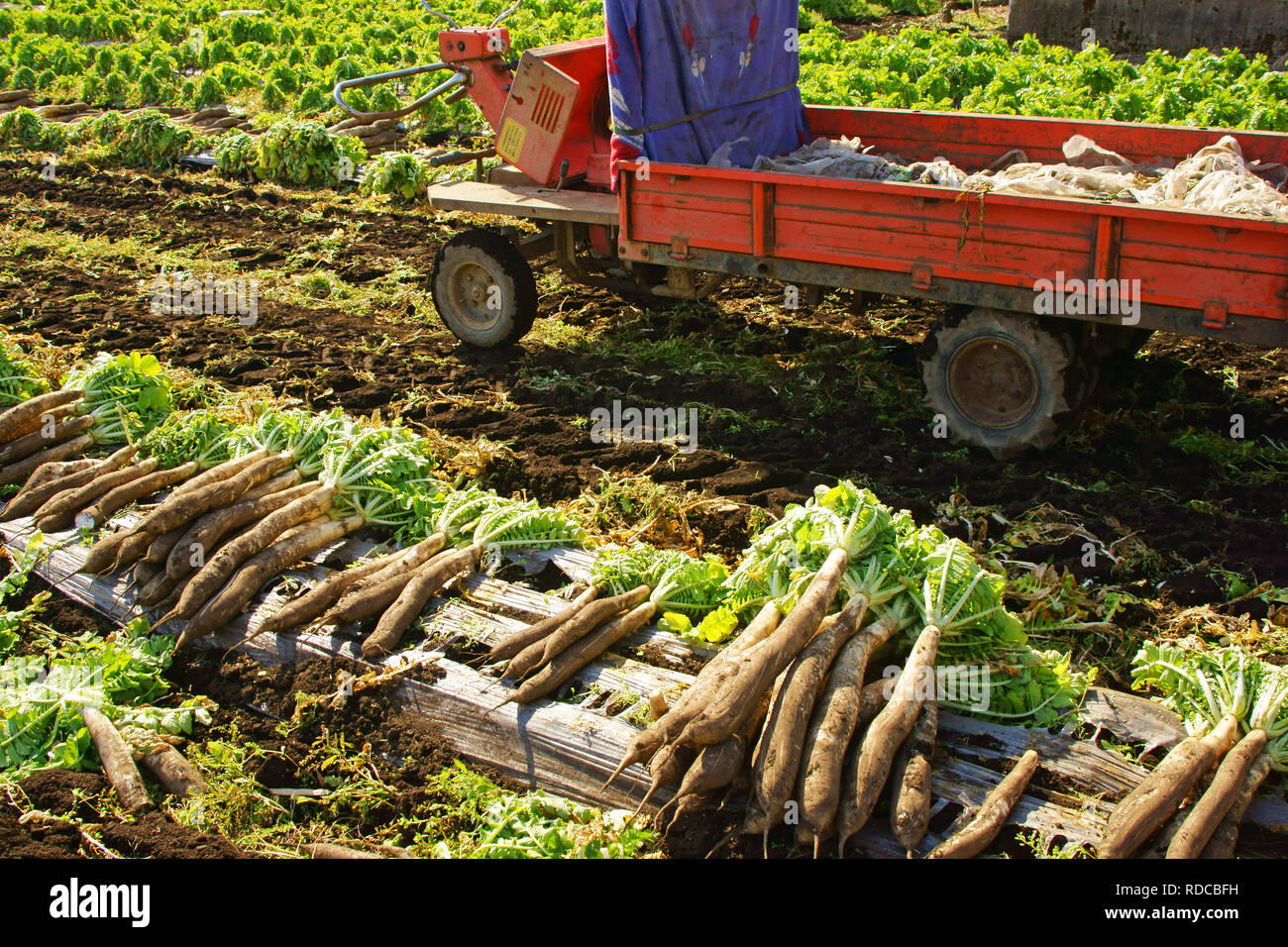 See tano hi-res stock photography and images - Alamy