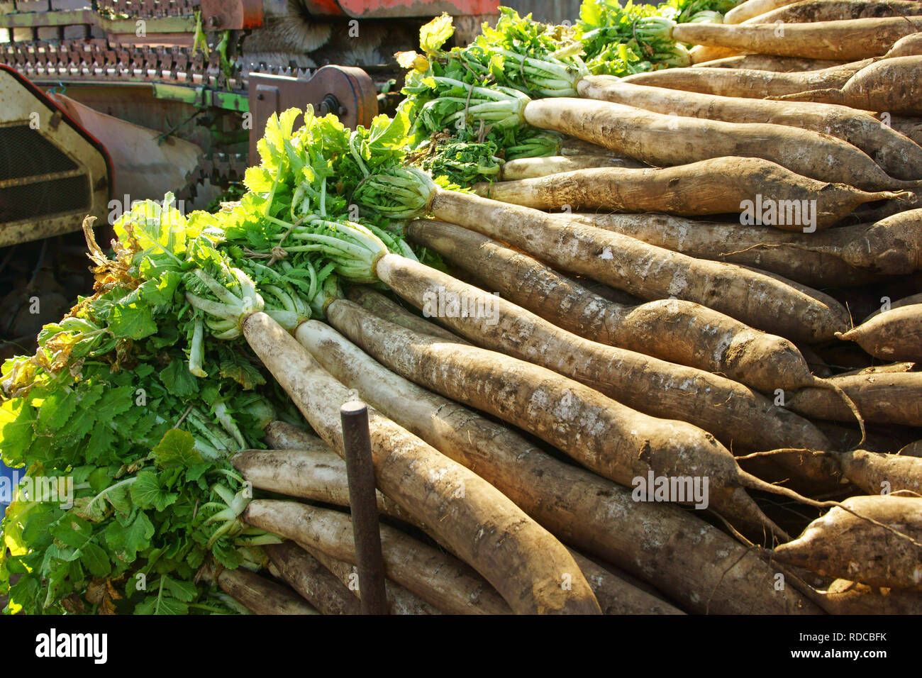 Daikon Radish Field in Tano Town, Miyazaki Prefecture, Japan Stock ...