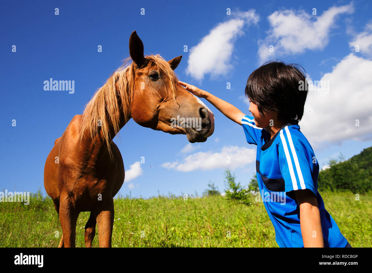 Kid Playing with Horse Stock Photo - Alamy