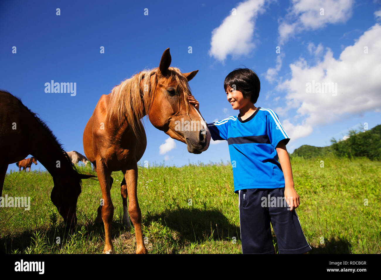 Kid Playing with Horse Stock Photo - Alamy