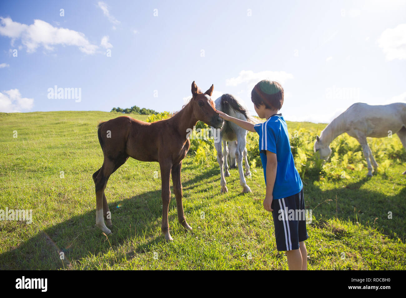 Kid Playing with Horse Stock Photo - Alamy