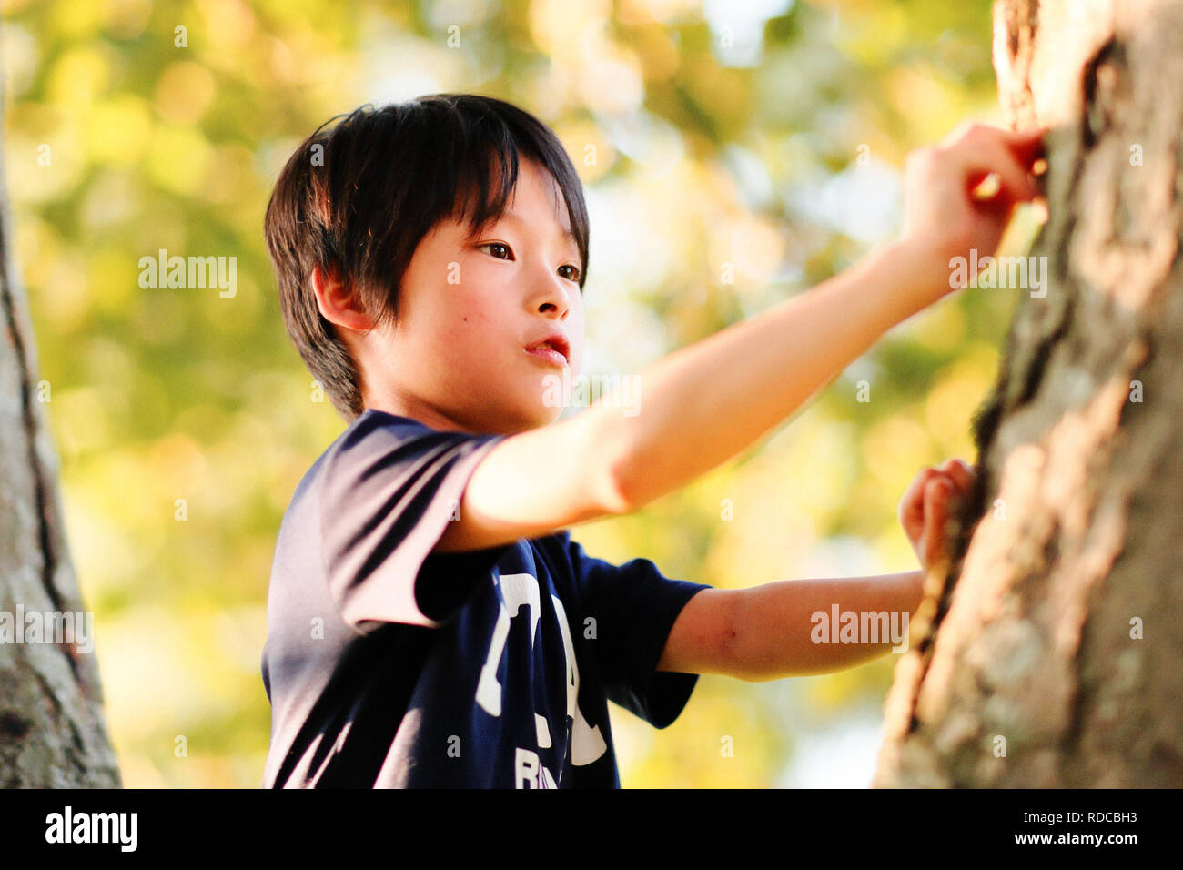 Asian boy climbing tree hi-res stock photography and images - Alamy