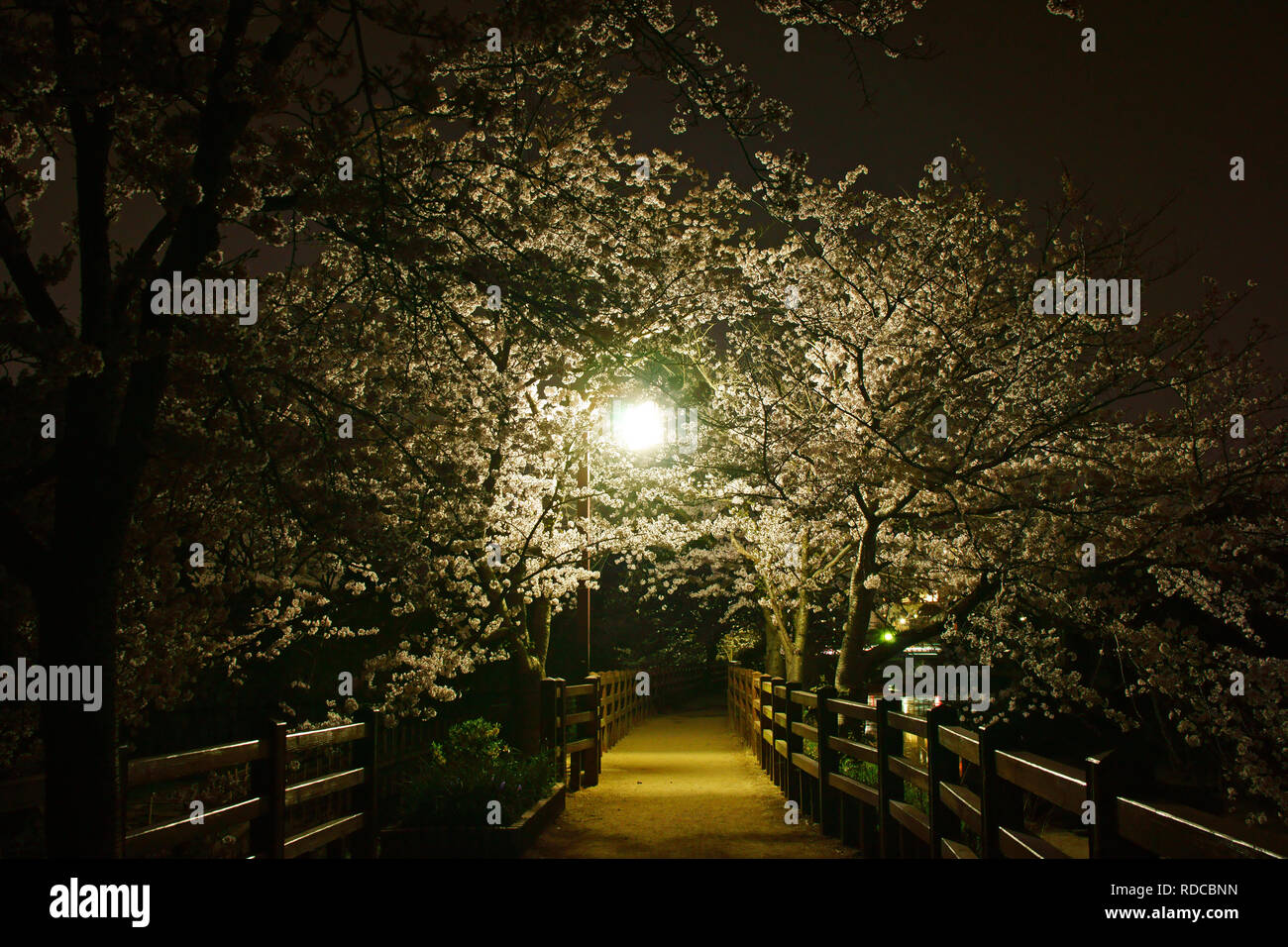 Cherry blossom by night hi-res stock photography and images - Alamy