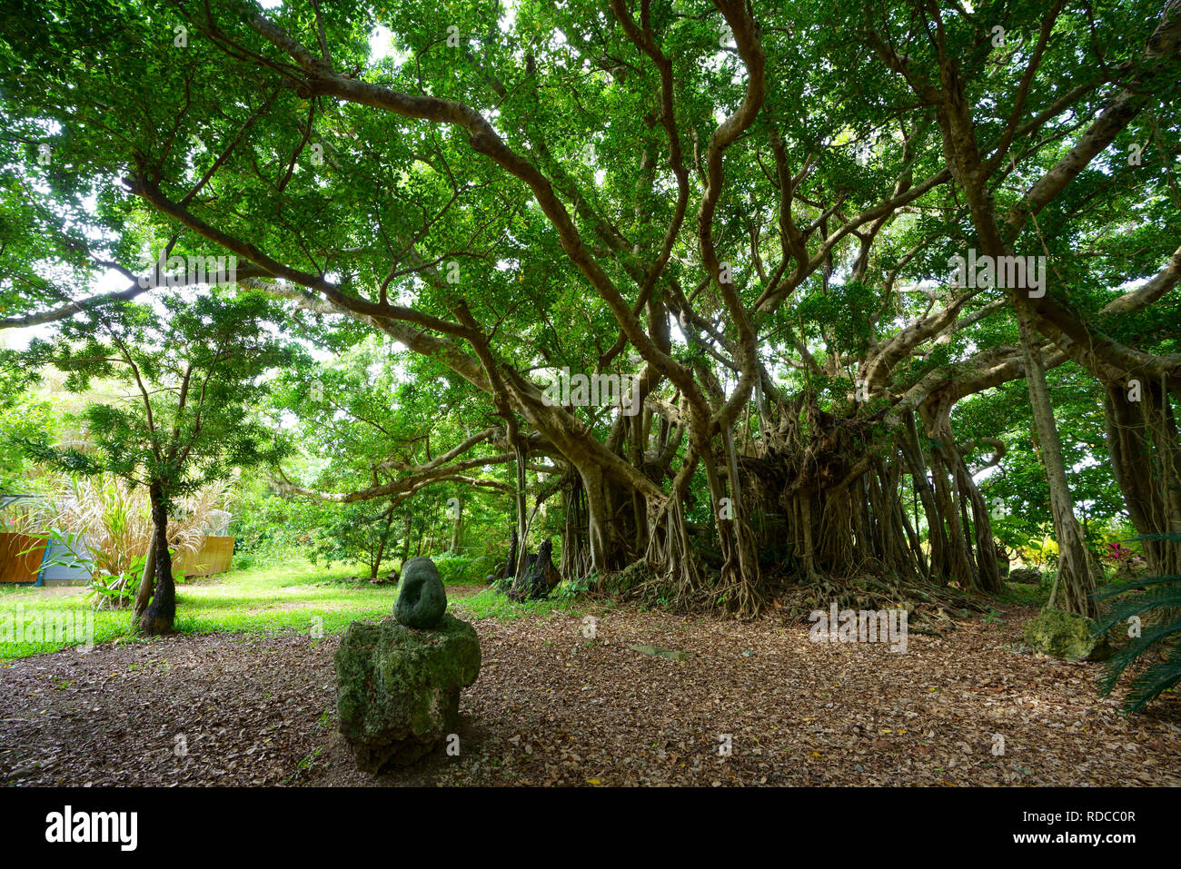 Ficus retusa Stock Photo - Alamy
