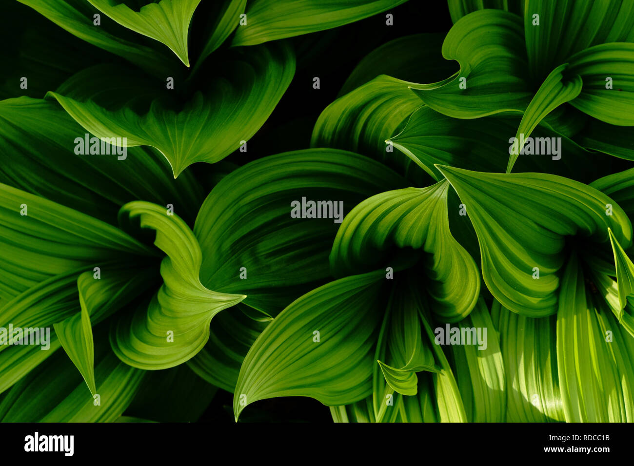 False stimulation hi-res stock photography and images - Alamy