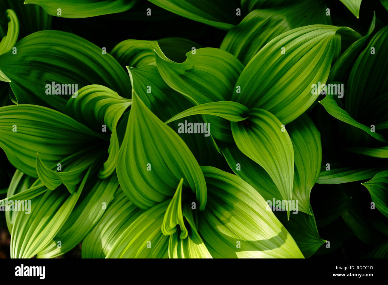 False stimulation hi-res stock photography and images - Alamy