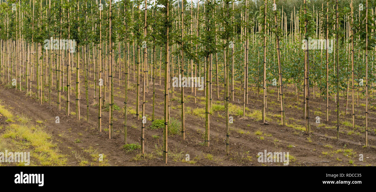 rows of young trees in a tree farm Stock Photo - Alamy