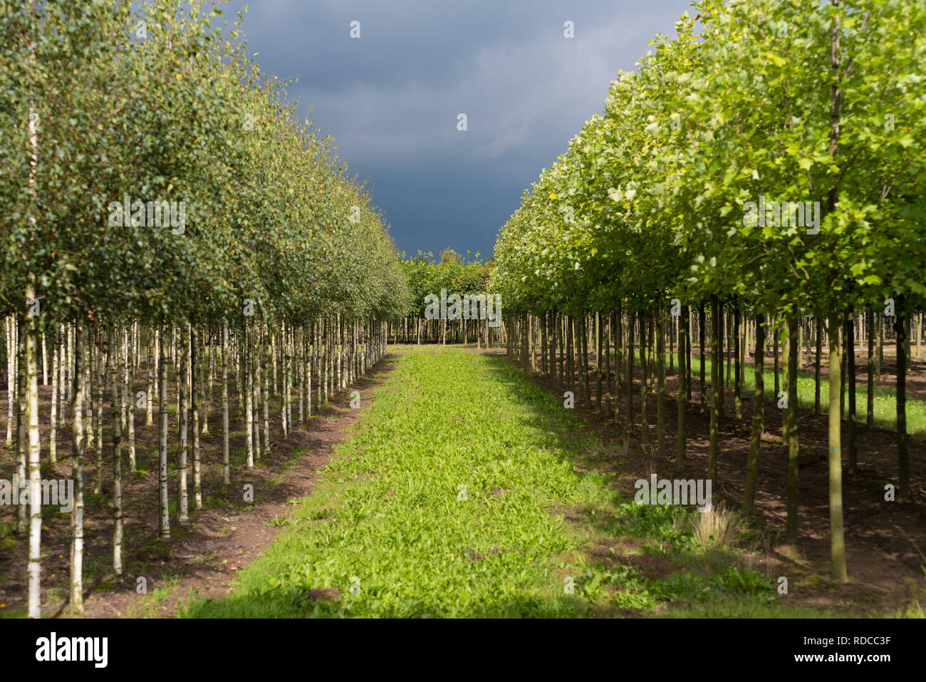 rows of young trees in a tree farm Stock Photo - Alamy