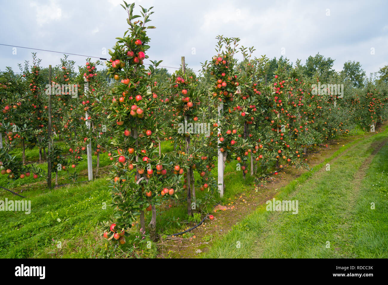trees with ripe red apples in a dutch orchard Stock Photo - Alamy