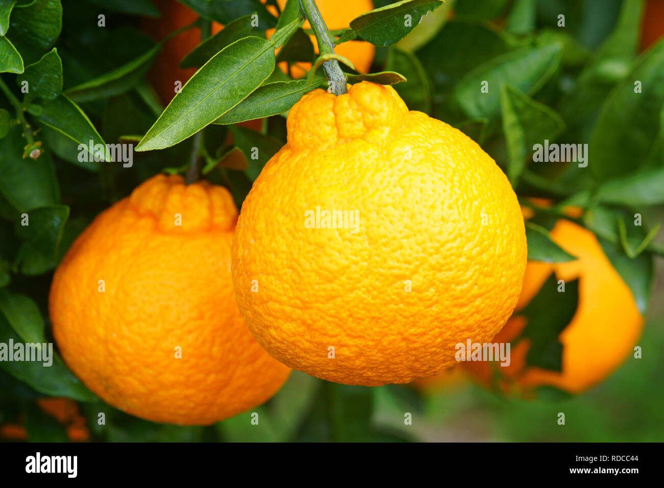 Dekopon hi-res stock photography and images - Alamy