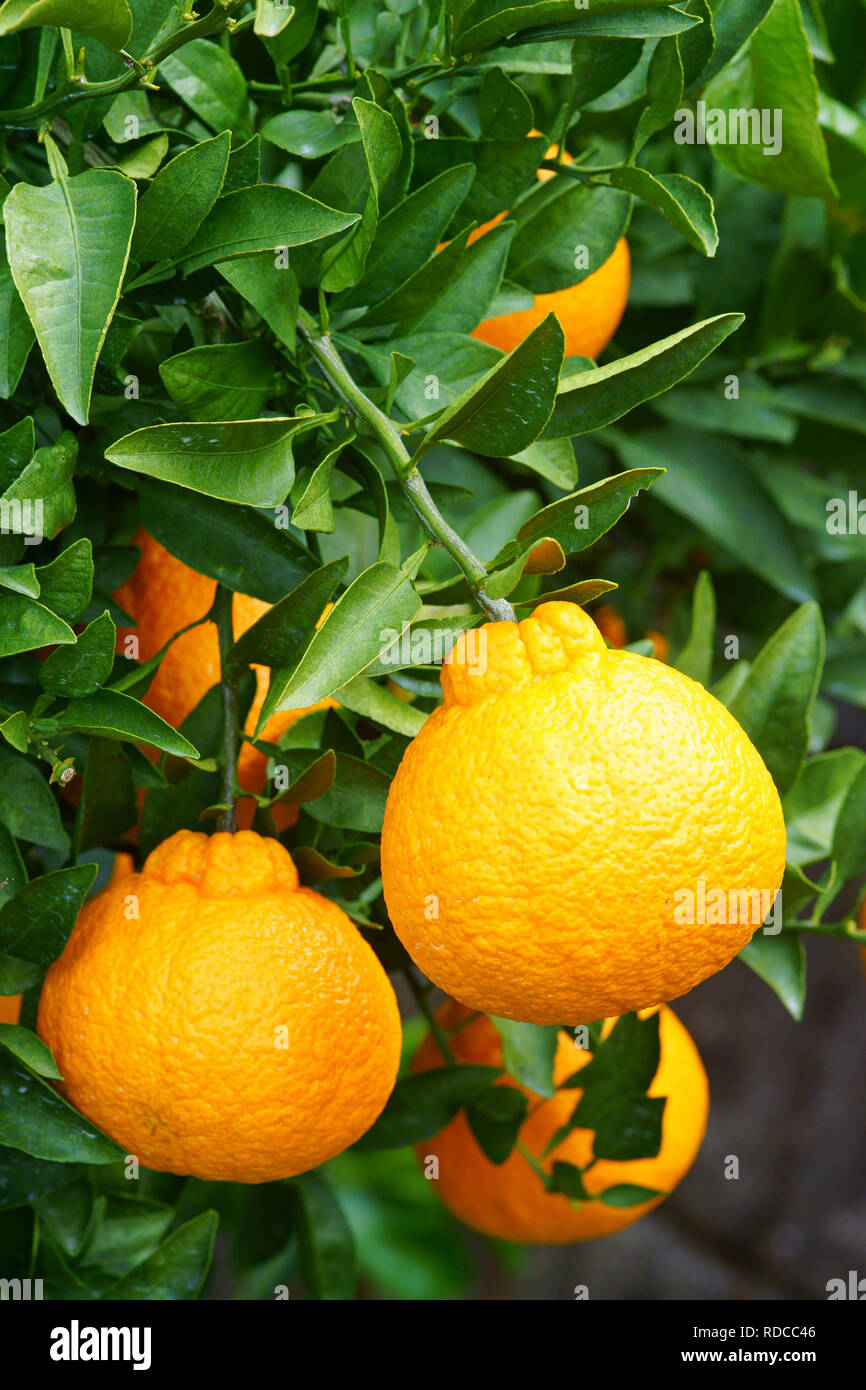 Dekopon (Citrus Fruit Stock Photo - Alamy