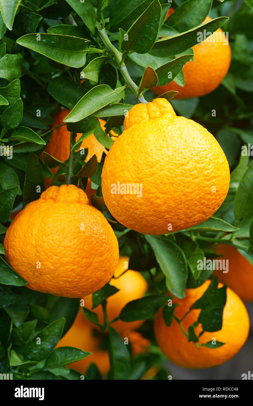 Dekopon (Citrus Fruit Stock Photo - Alamy