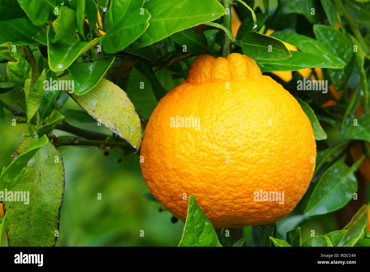 Dekopon (Citrus Fruit Stock Photo - Alamy