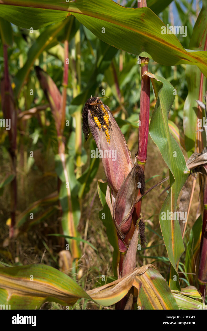 single ripe corn in a maize field Stock Photo - Alamy