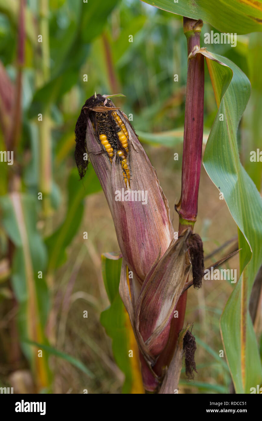 In the maize hi-res stock photography and images - Alamy