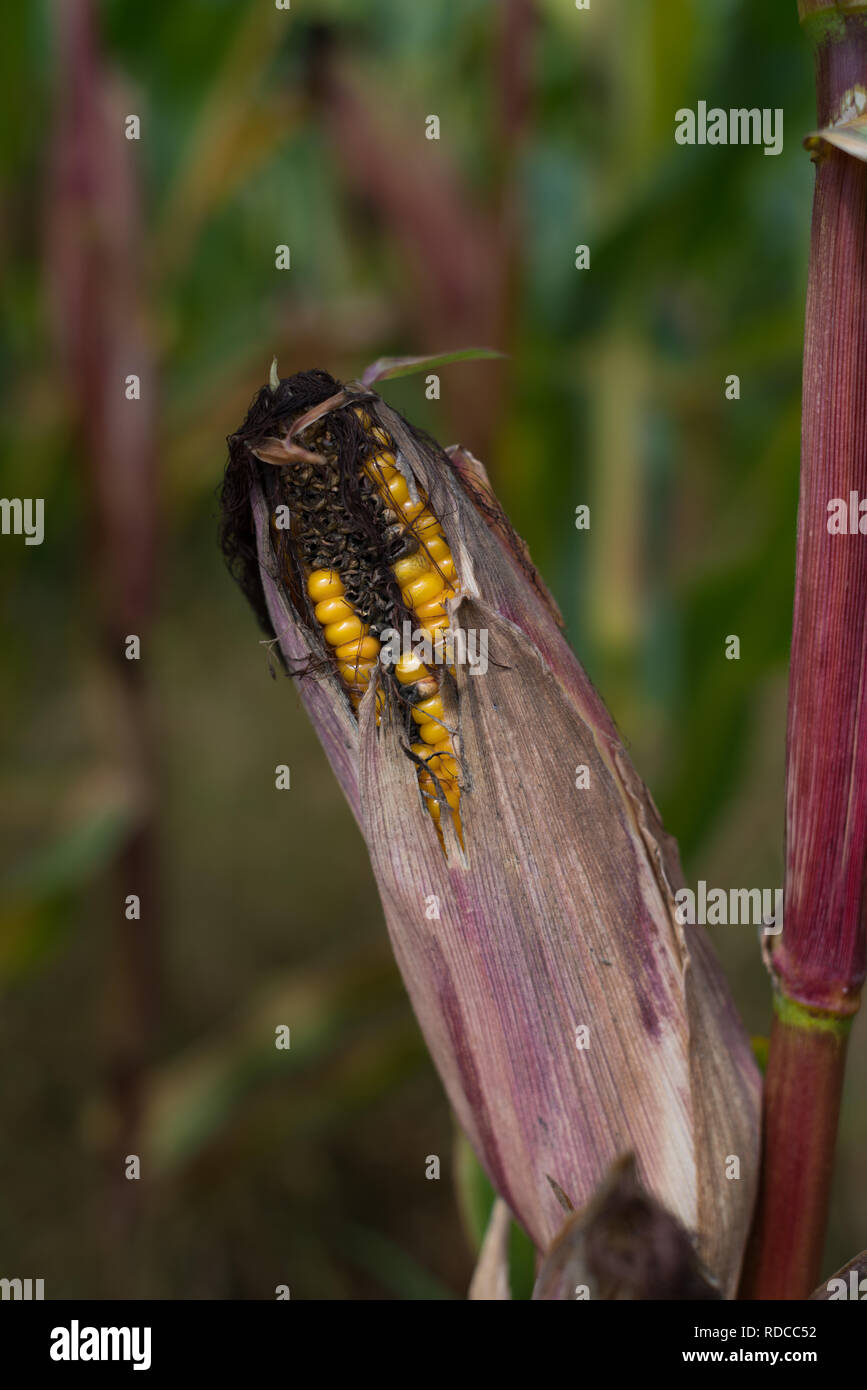 single ripe corn in a maize field Stock Photo - Alamy