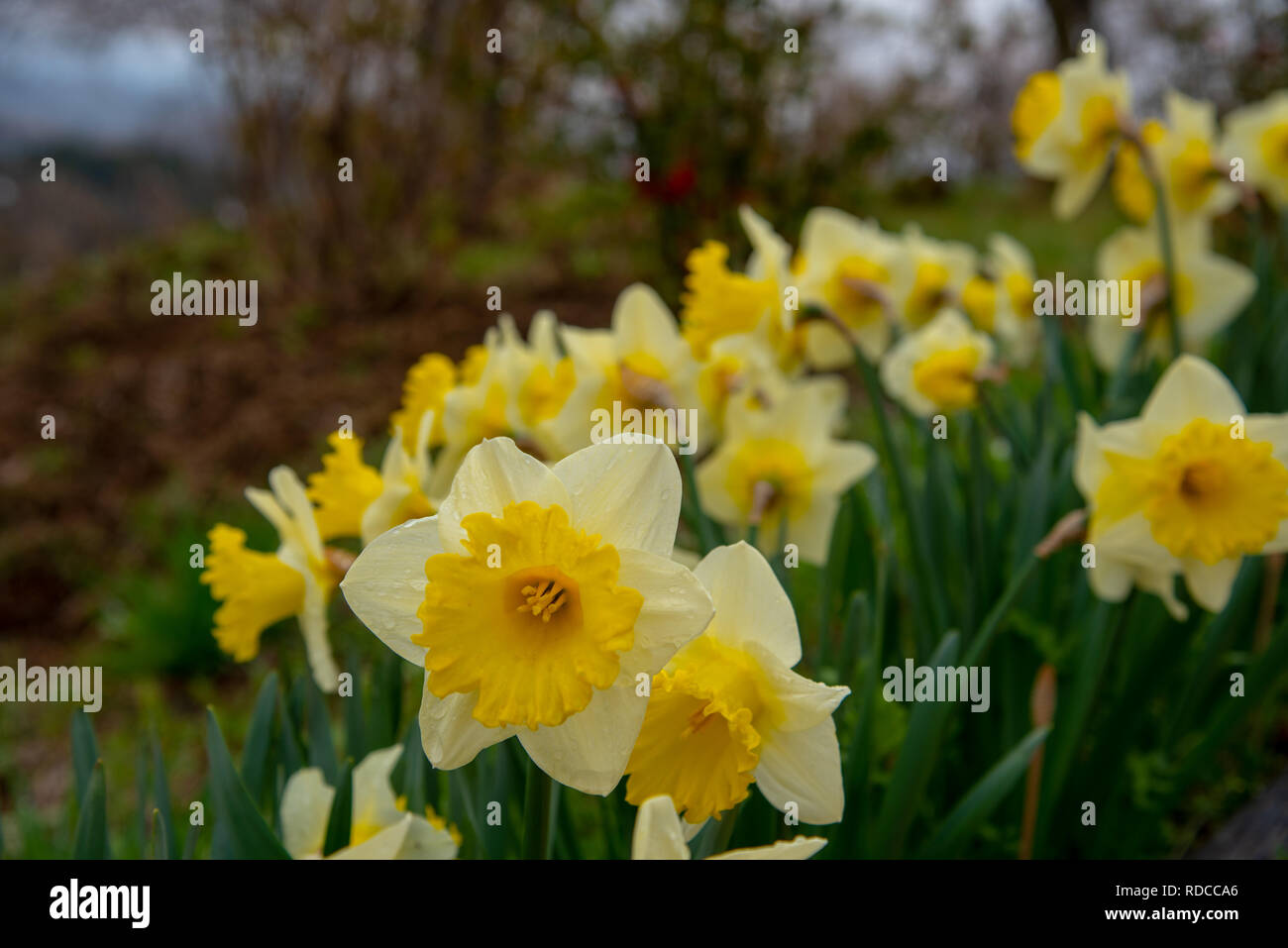 Narcissus in Spring. Blooming daffodils, Spring bulbs Stock Photo - Alamy