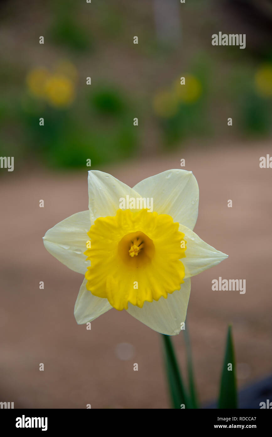 Narcissus in Spring. Blooming daffodils, Spring bulbs Stock Photo - Alamy