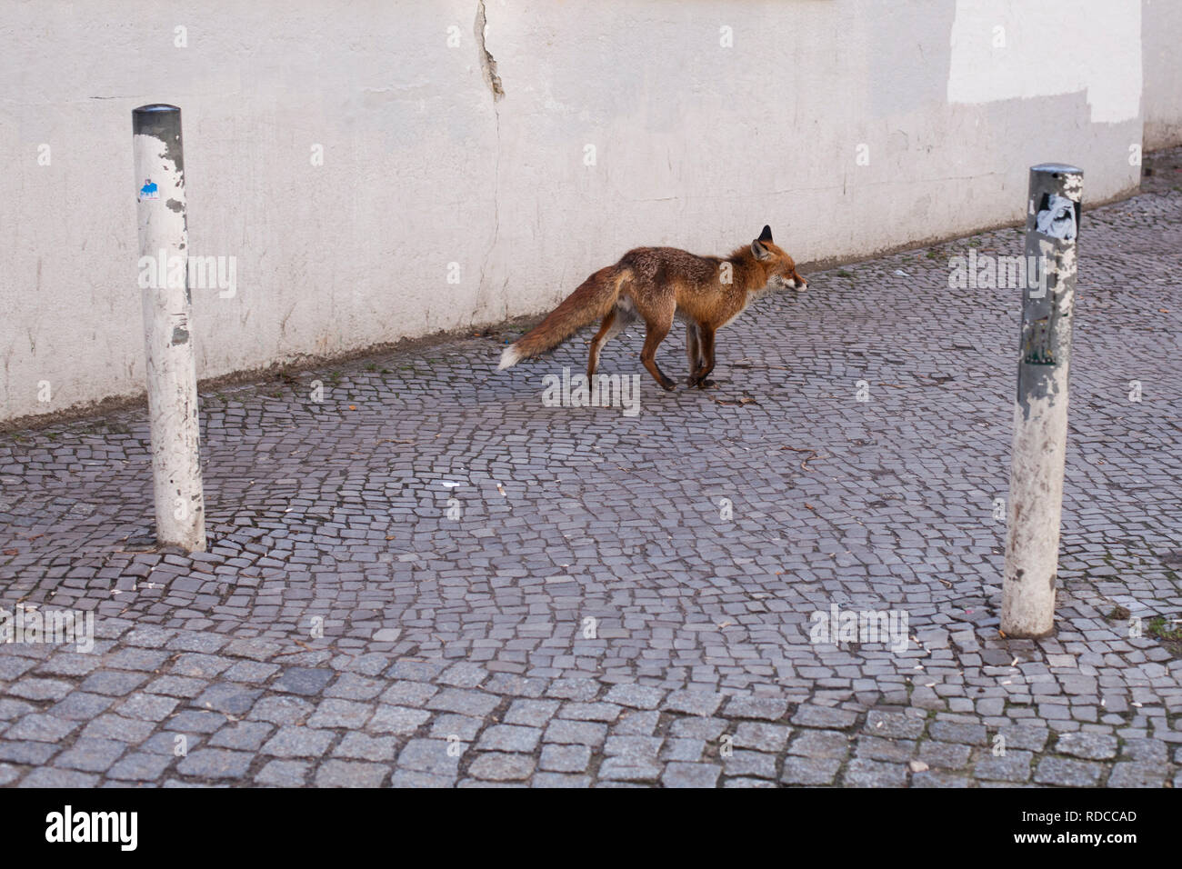 A fox running on a street in Berlin during the day Stock Photo - Alamy