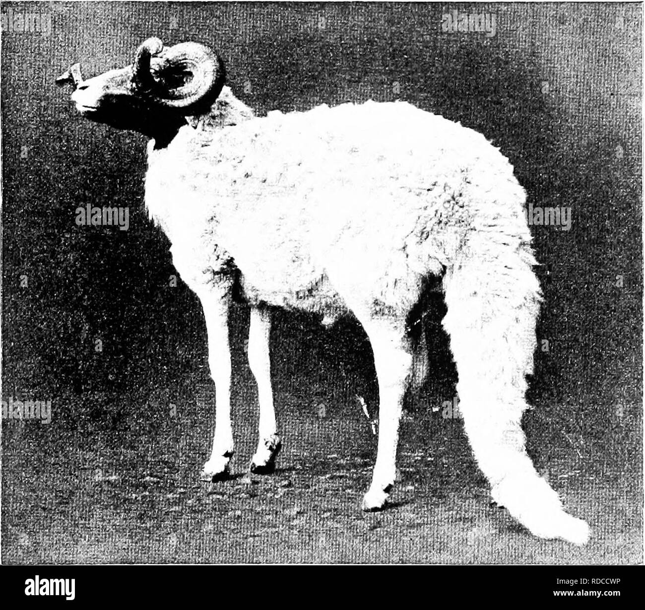 Fat tailed sheep Black and White Stock Photos & Images - Alamy