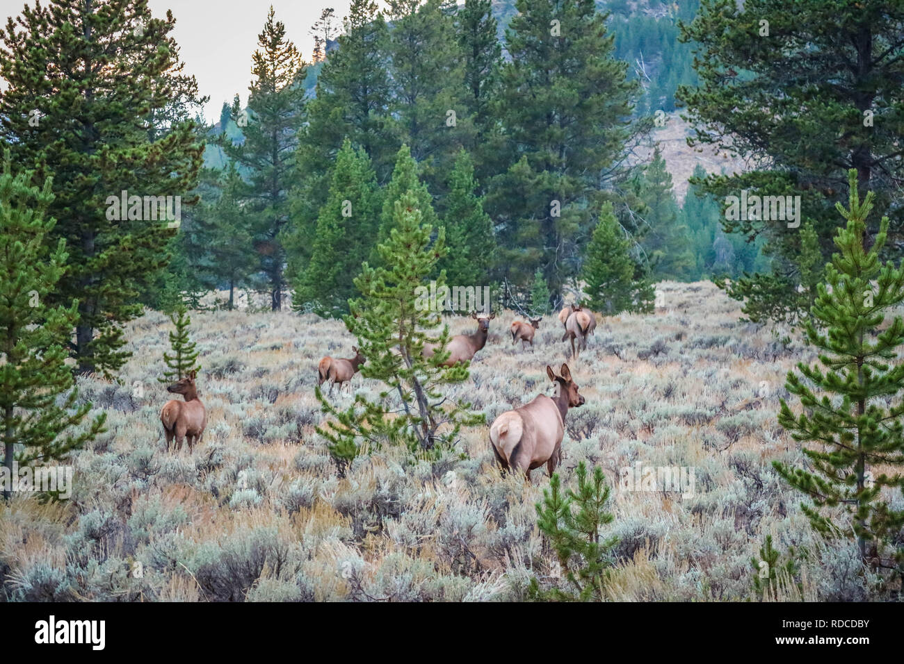 A large packs of Female Elk in Yellowstone National Park, Wyoming Stock ...