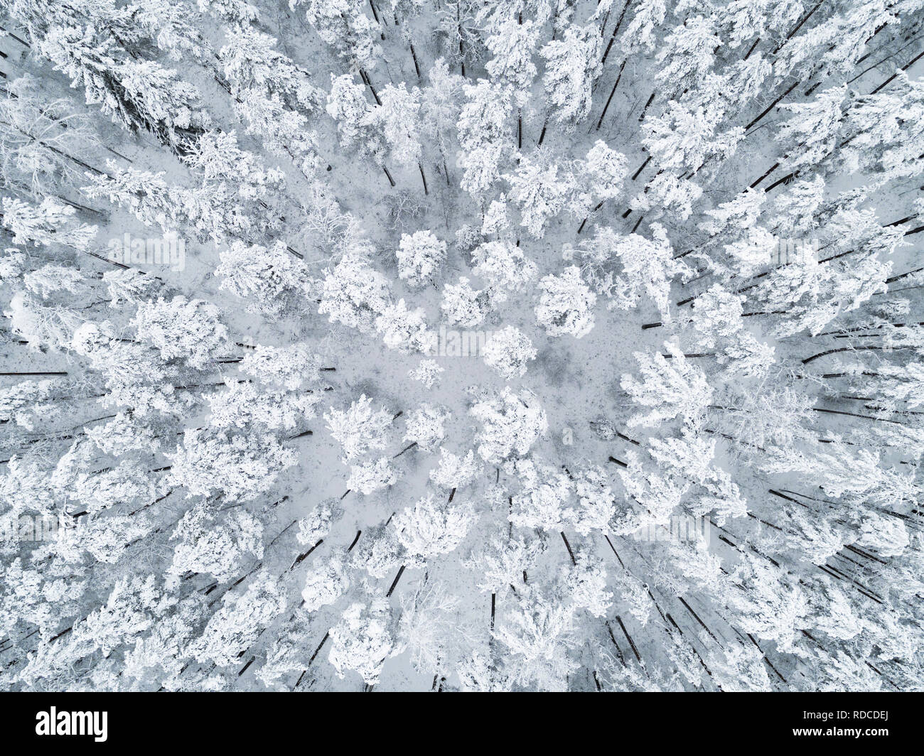 Aerial view of a winter snow-covered pine forest. Winter forest texture ...