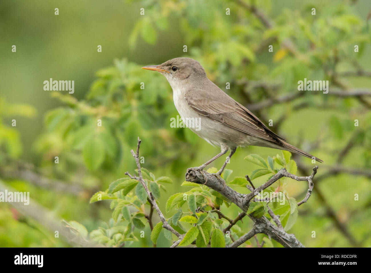 Olive-tree Warbler / Hippolais olivetorum Stock Photo - Alamy