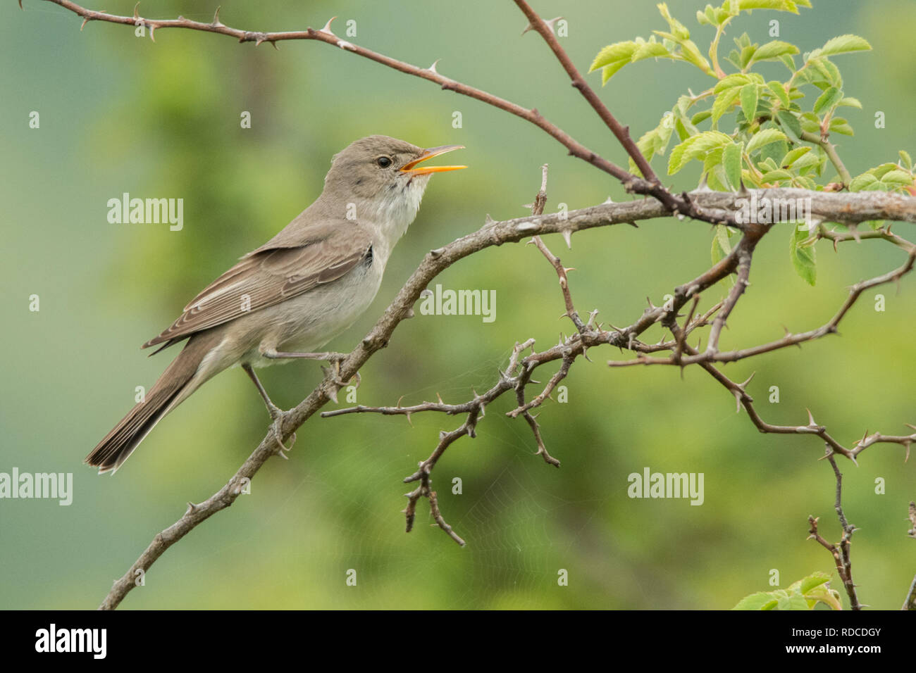 Olive-tree Warbler / Hippolais olivetorum Stock Photo - Alamy