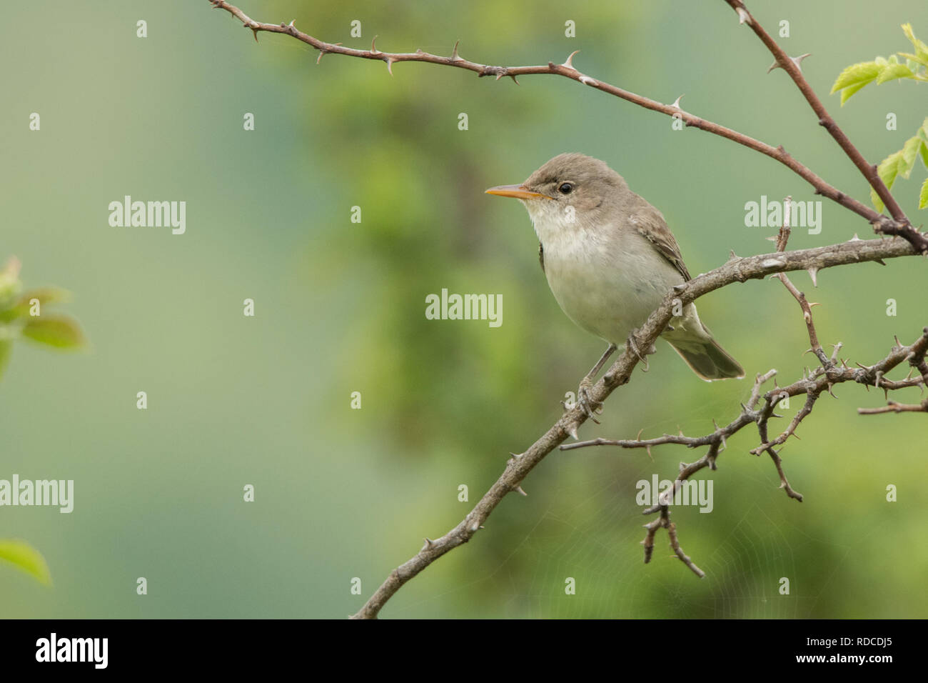 Olive tree warbler hi-res stock photography and images - Alamy