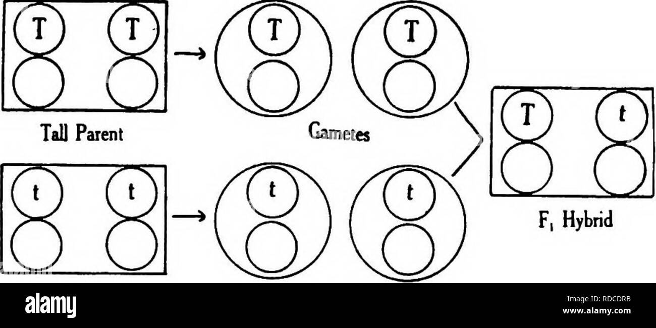 Hybrid Genetics Example