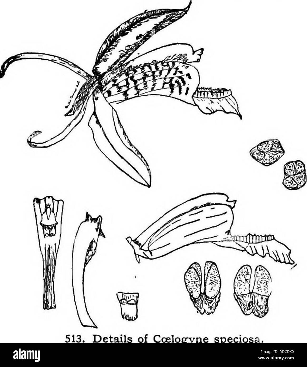 Bottom side view of flowers hi-res stock photography and images - Alamy