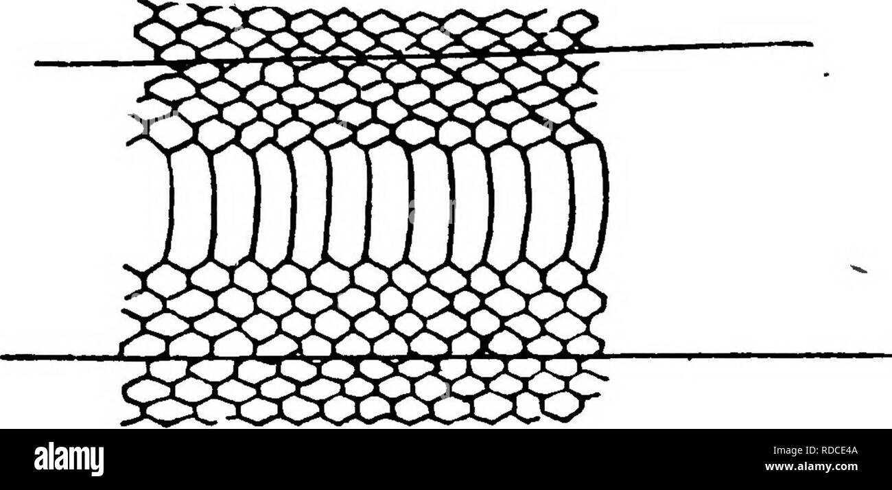 Appearance of snake skin Black and White Stock Photos & Images - Alamy