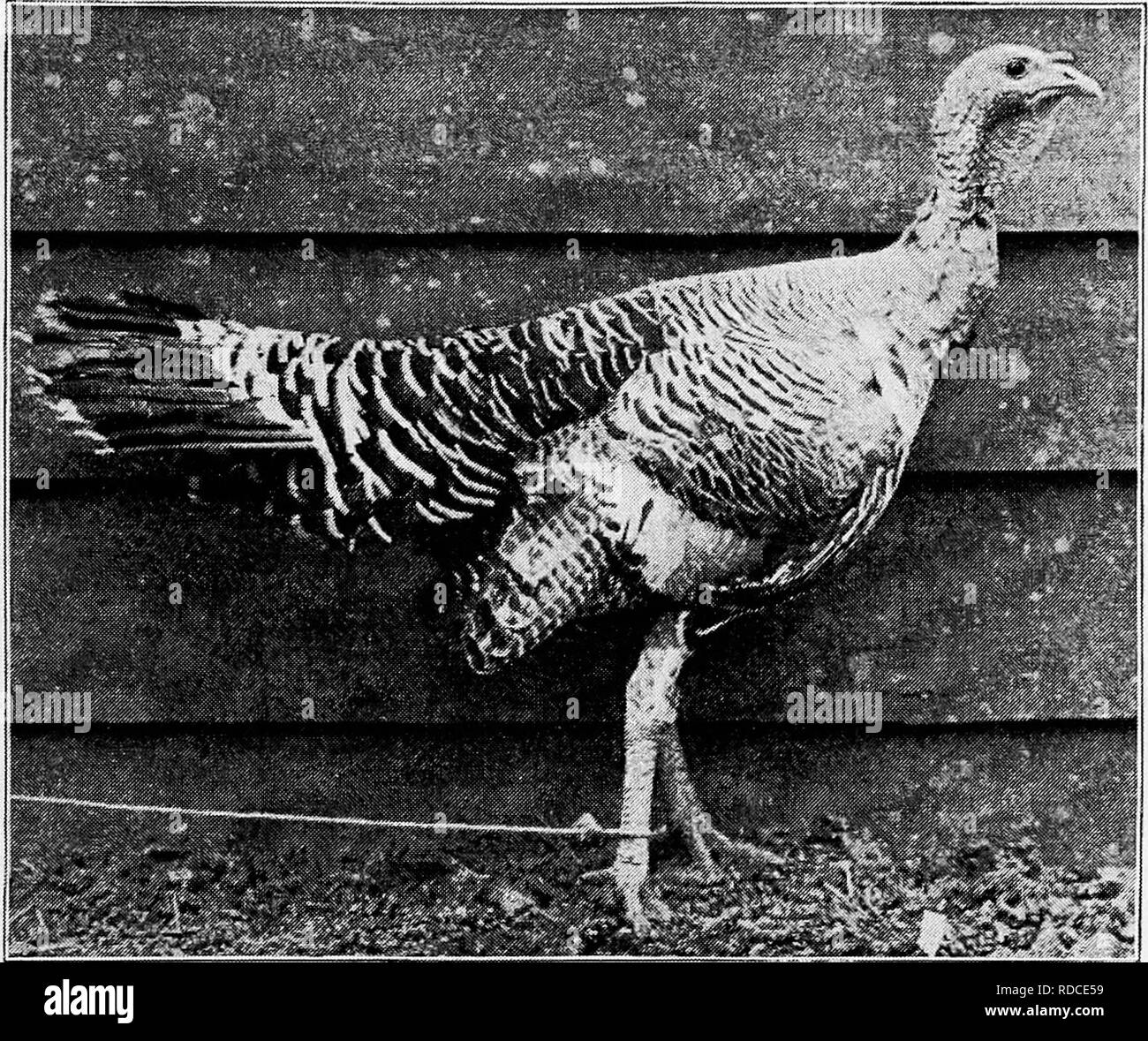 Male and female pheasants Black and White Stock Photos & Images - Alamy