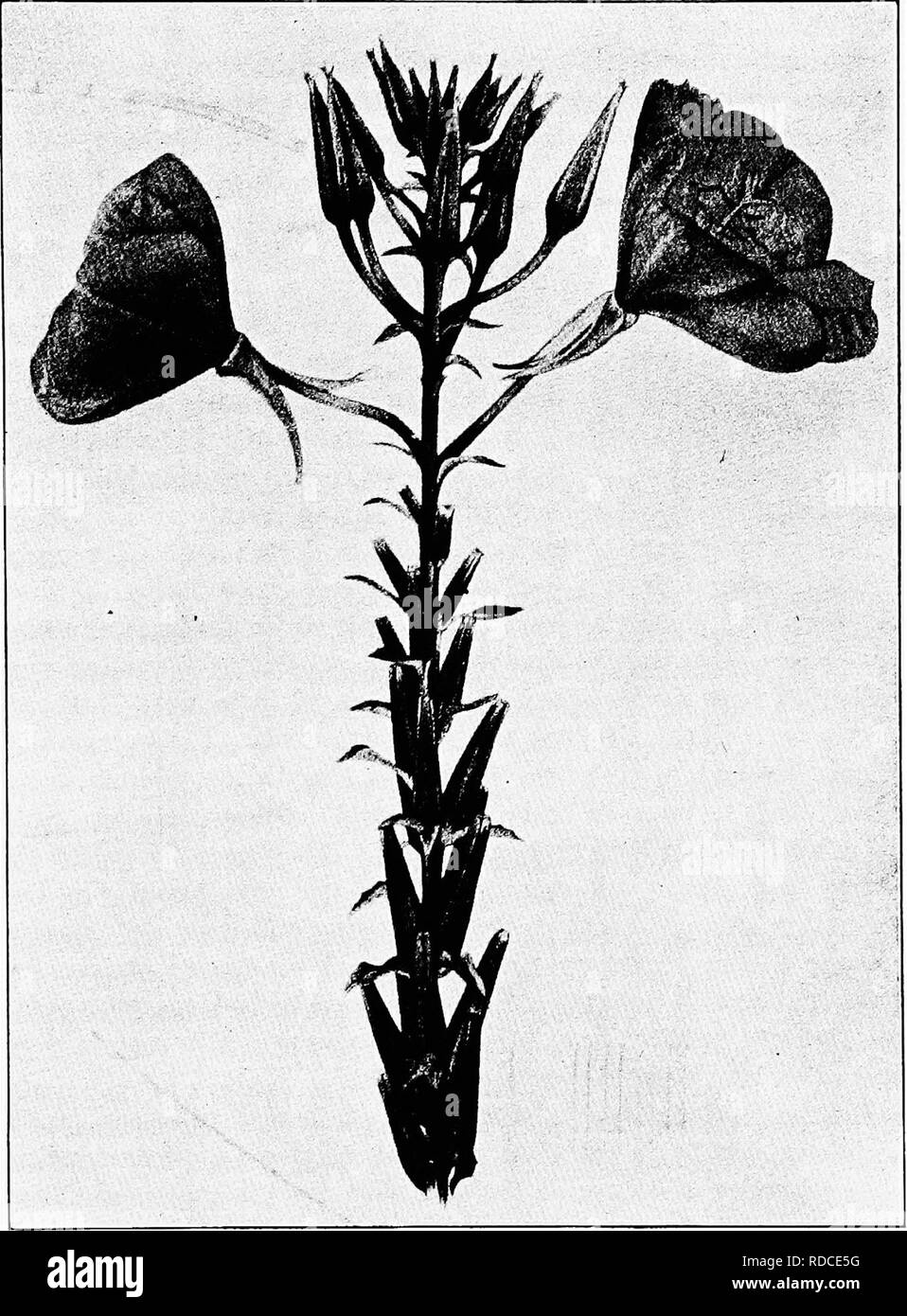 Mutation theory of evolution Black and White Stock Photos & Images - Alamy