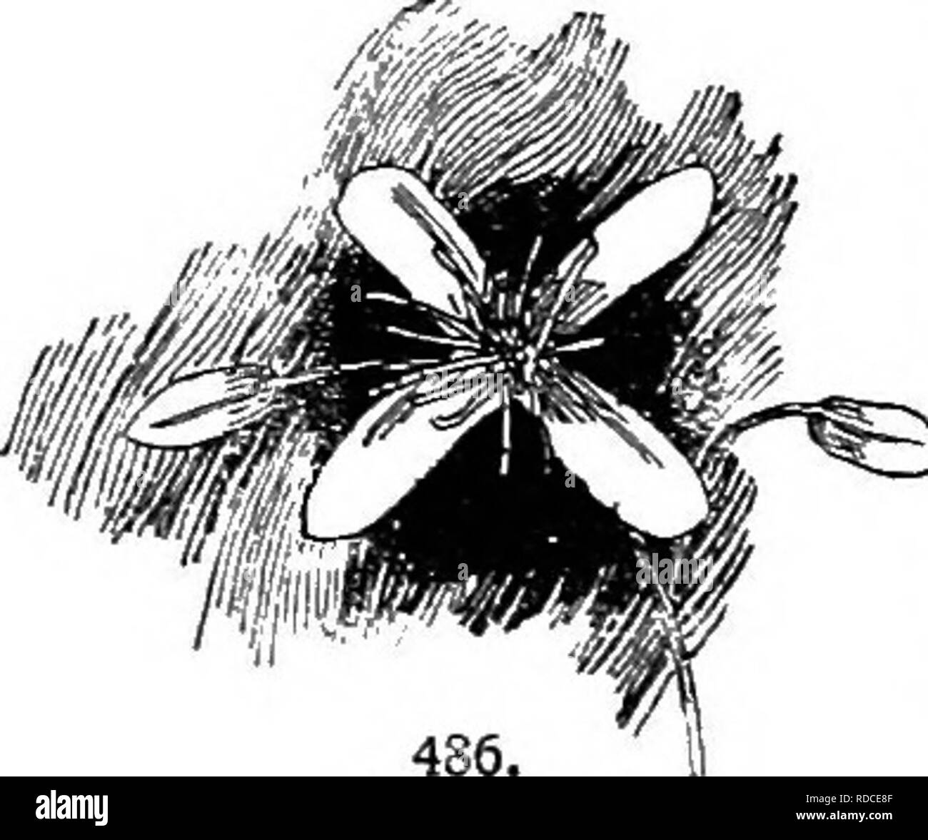 Mula mula flower hi-res stock photography and images - Alamy