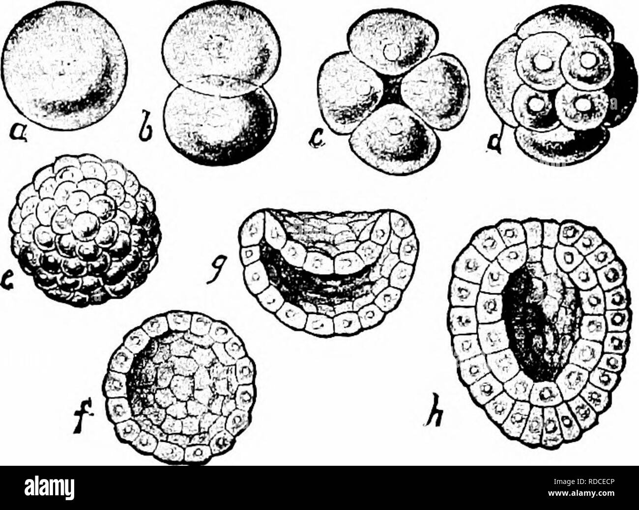 . Readings in evolution, genetics, and eugenics. Evolution; Heredity ...