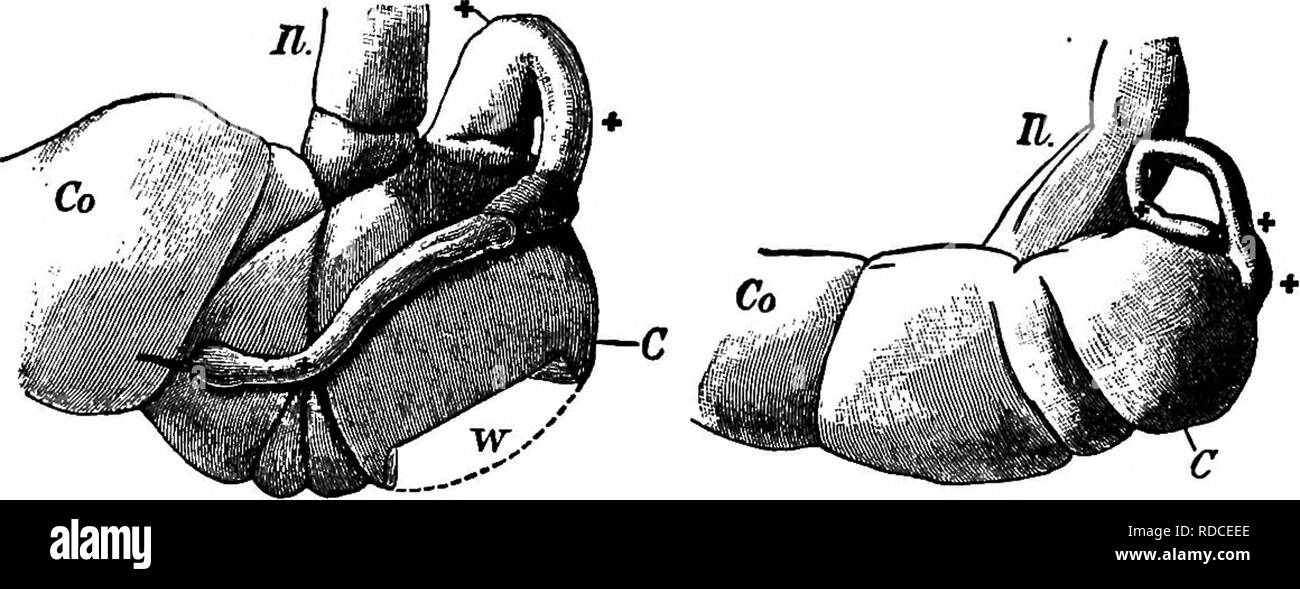 Appendix vermiformis Black and White Stock Photos & Images - Alamy