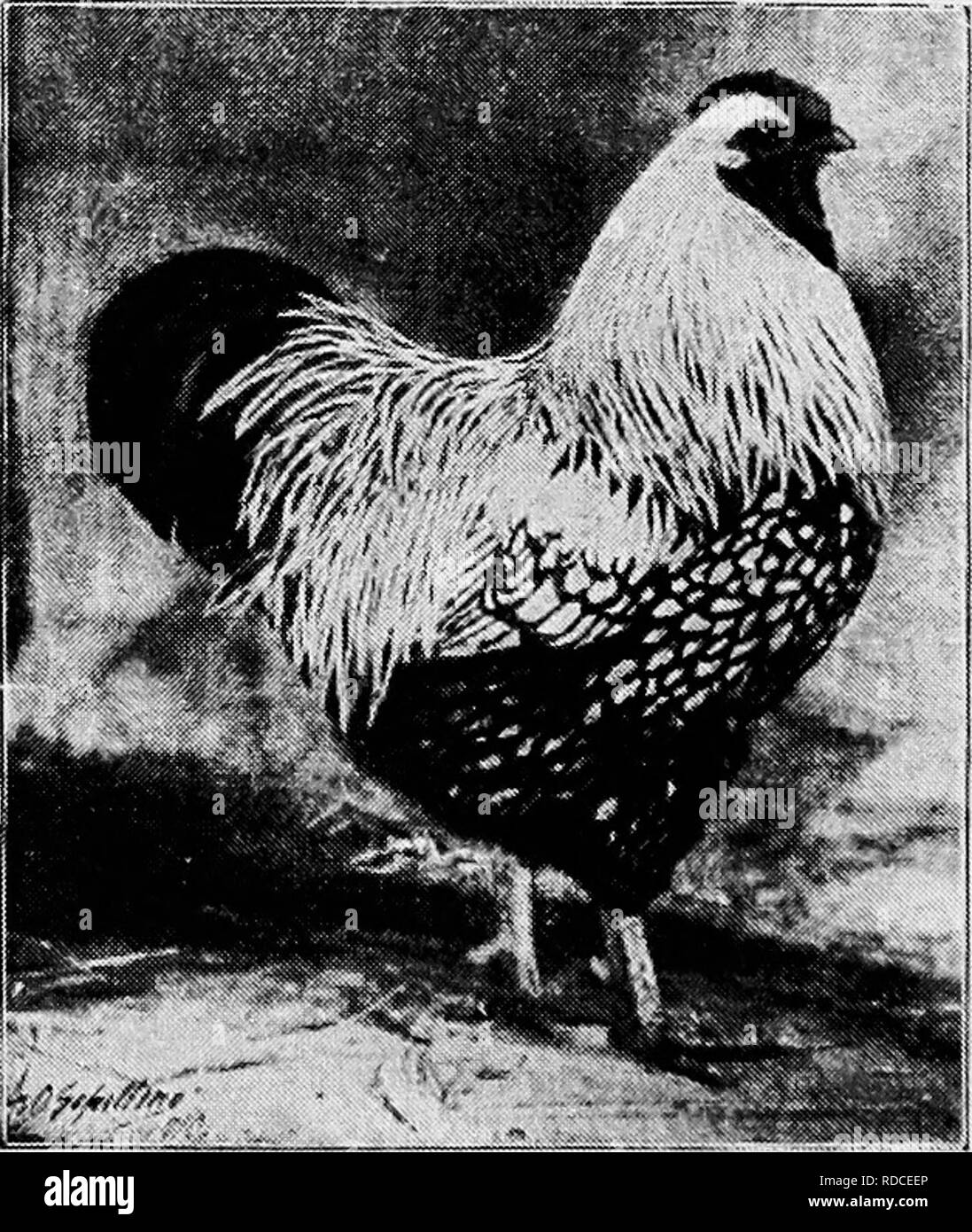 Silver sebright hen hi-res stock photography and images - Alamy
