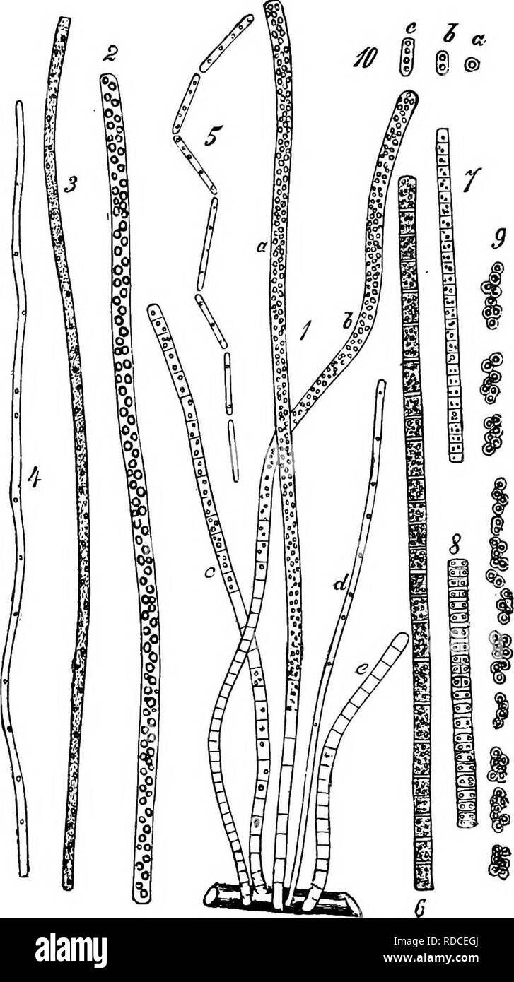 . Comparative morphology and biology of the fungi, mycetozoa and ...