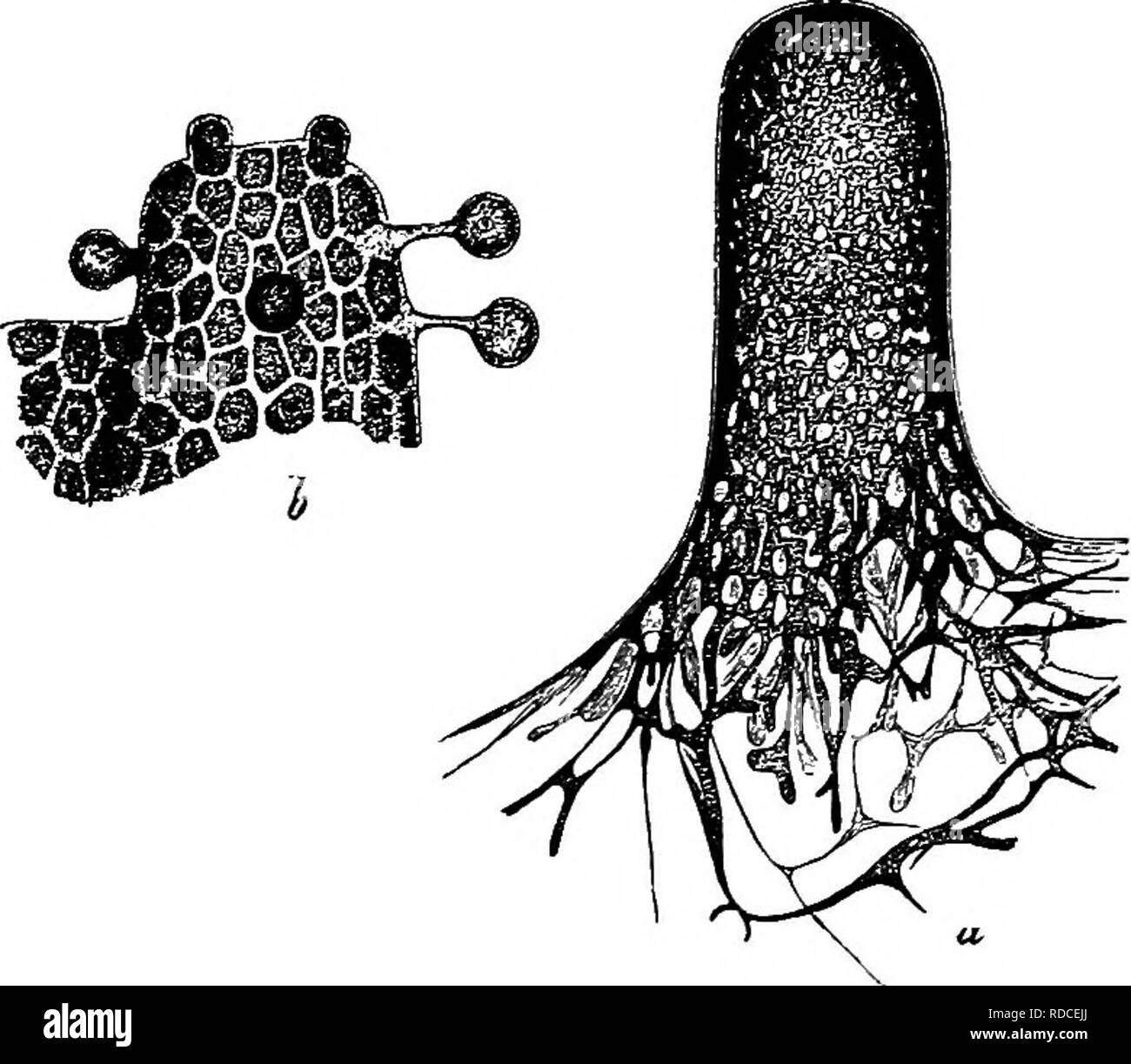 . Comparative morphology and biology of the fungi, mycetozoa and ...