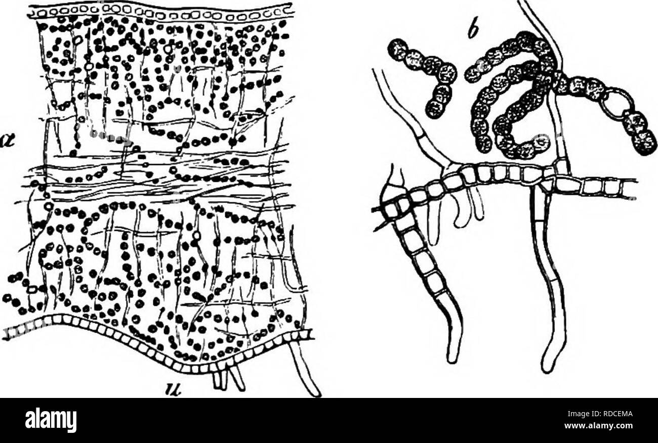 . Comparative morphology and biology of the fungi, mycetozoa and ...