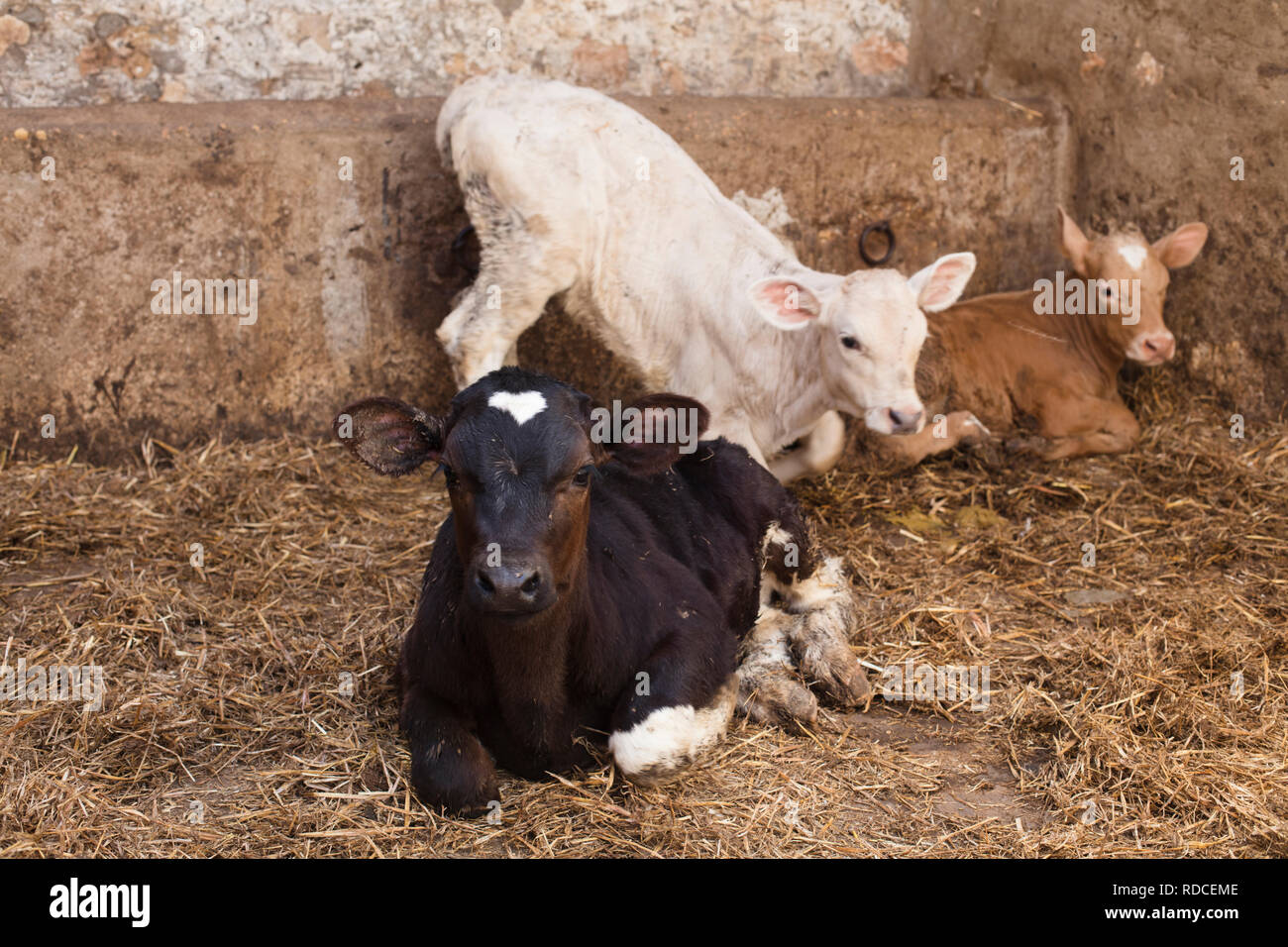 Three lying cows hi-res stock photography and images - Alamy
