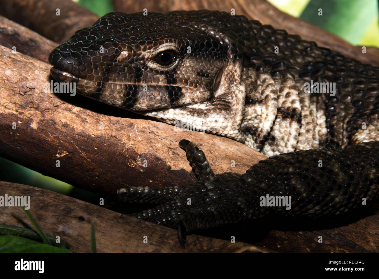 Asian water monitor (Varanus salvator Stock Photo - Alamy
